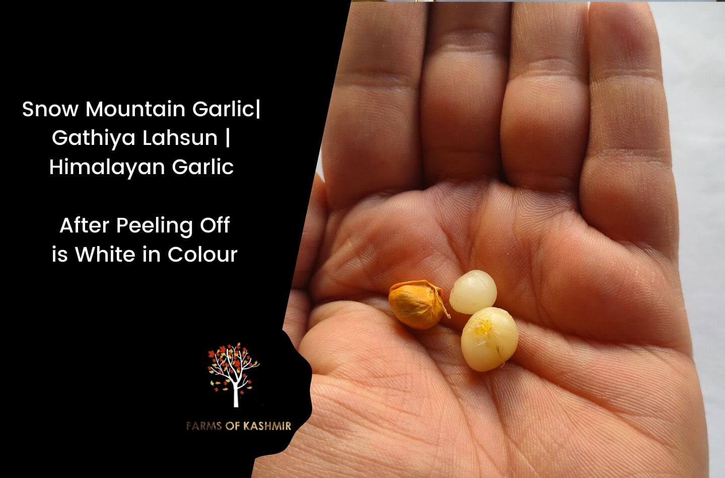 Snow Mountain Garlic| Gathiya Lahsun | Himalayan Garlic | 10+ Amazing ...